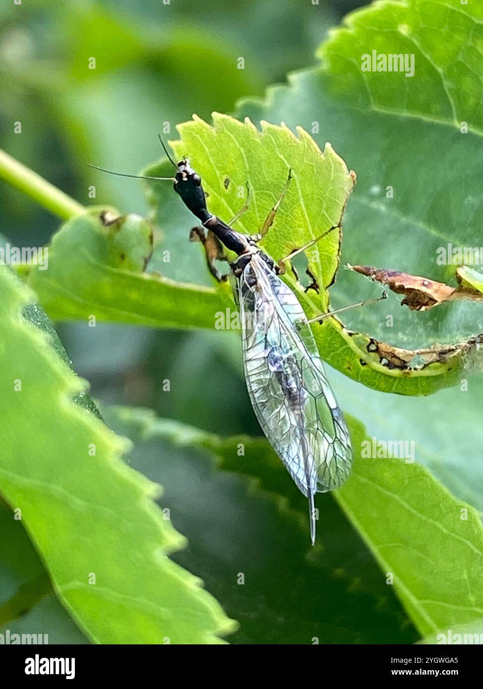 Raphidiid Snakeflies (Raphidiidae Stock Photo - Alamy