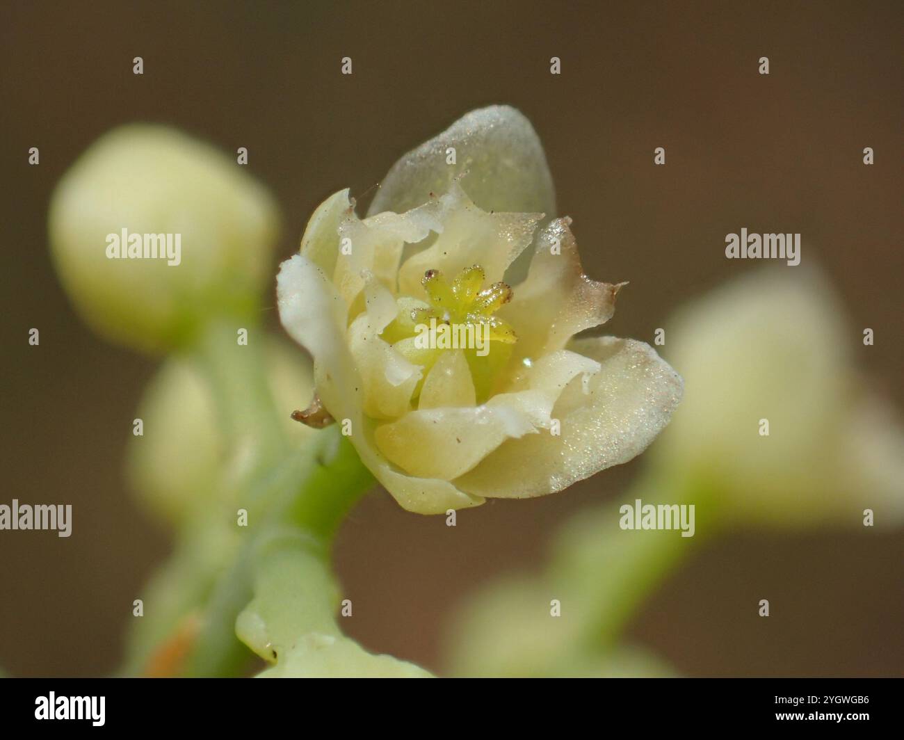 queen coralbead (Nephroia orbiculata Stock Photo - Alamy