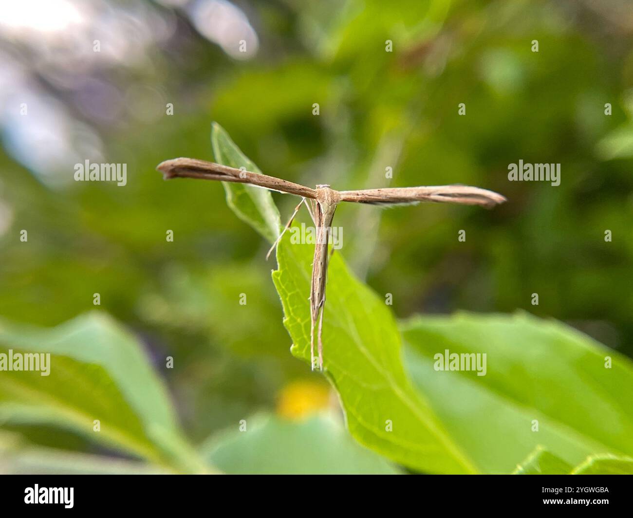 Morning-glory Plume Moth (Emmelina monodactyla Stock Photo - Alamy