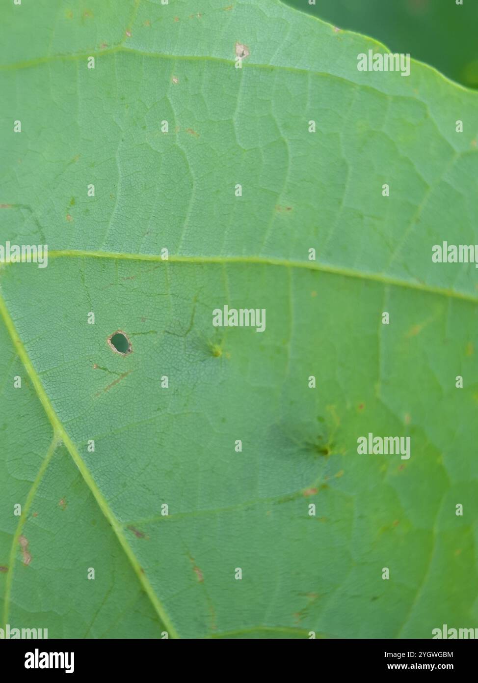 Maple Spindle Gall Mite (Vasates aceriscrumena Stock Photo - Alamy
