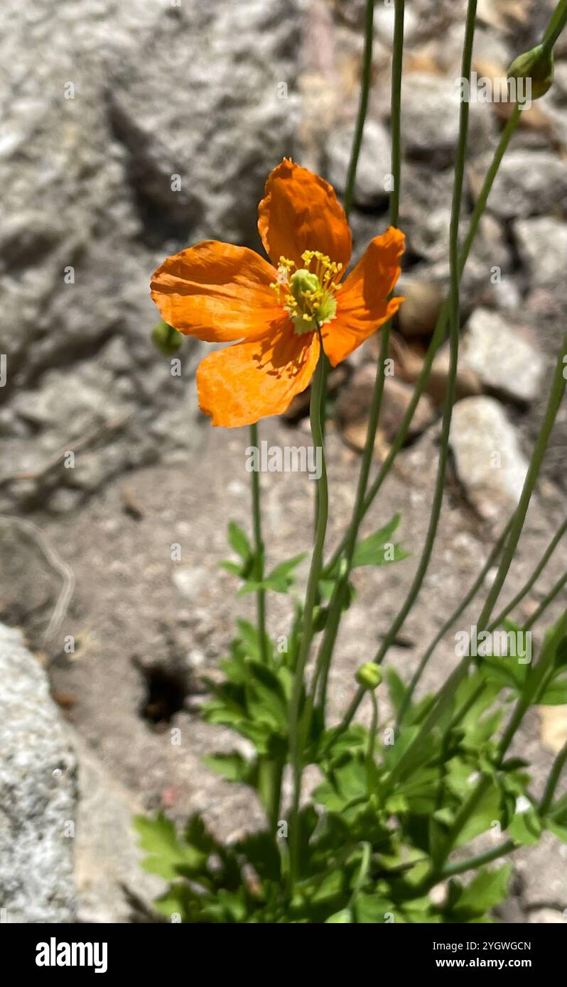 fire poppy (Papaver californicum Stock Photo - Alamy