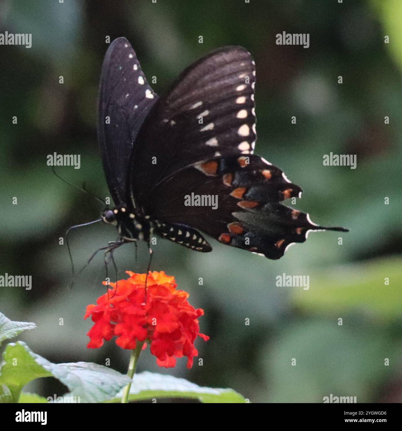 Spicebush Swallowtail (Papilio troilus Stock Photo - Alamy