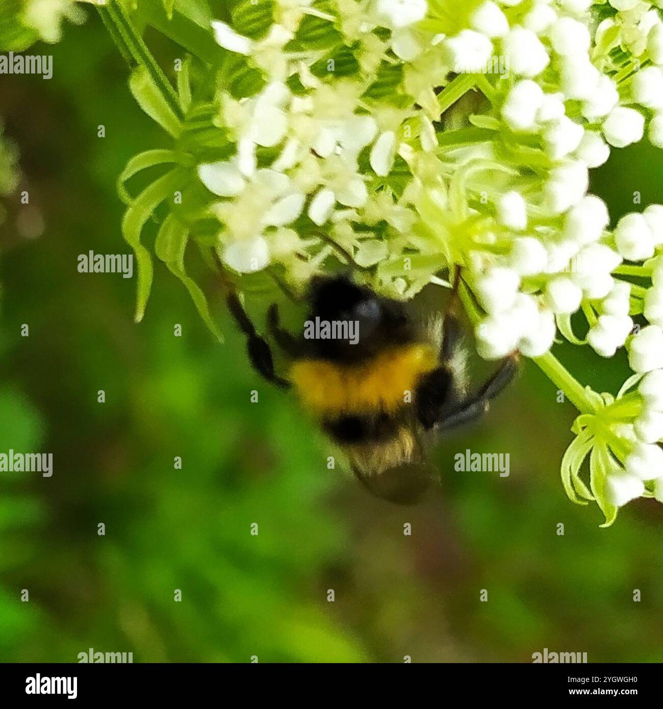 Bombus bohemicus hi-res stock photography and images - Alamy