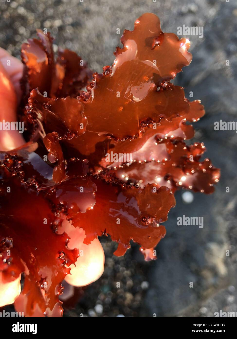 Grape Tongue (Cryptopleura ruprechtiana Stock Photo - Alamy