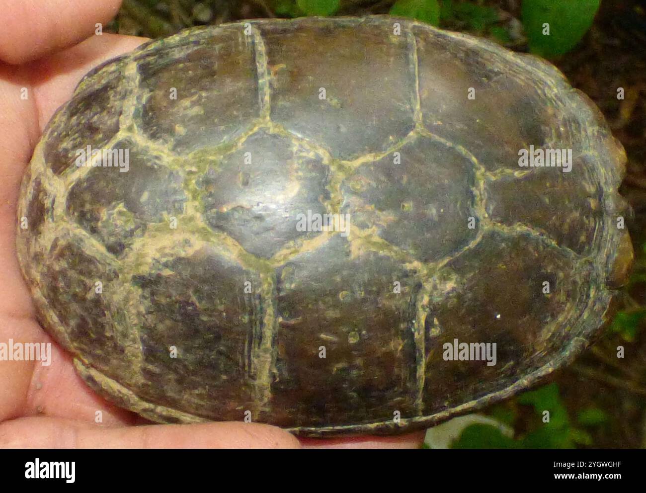 Eastern Mud Turtle (Kinosternon subrubrum Stock Photo - Alamy