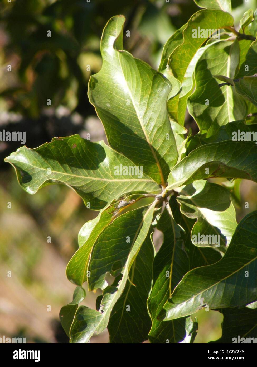 Broadleaf Beechwood (Faurea rochetiana Stock Photo - Alamy