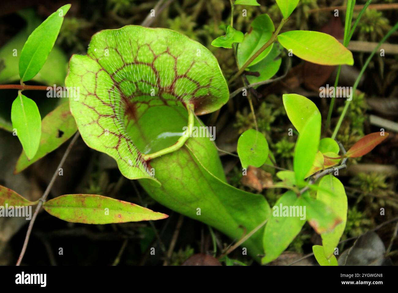 Southern Purple Pitcher Plant (Sarracenia purpurea venosa Stock Photo ...