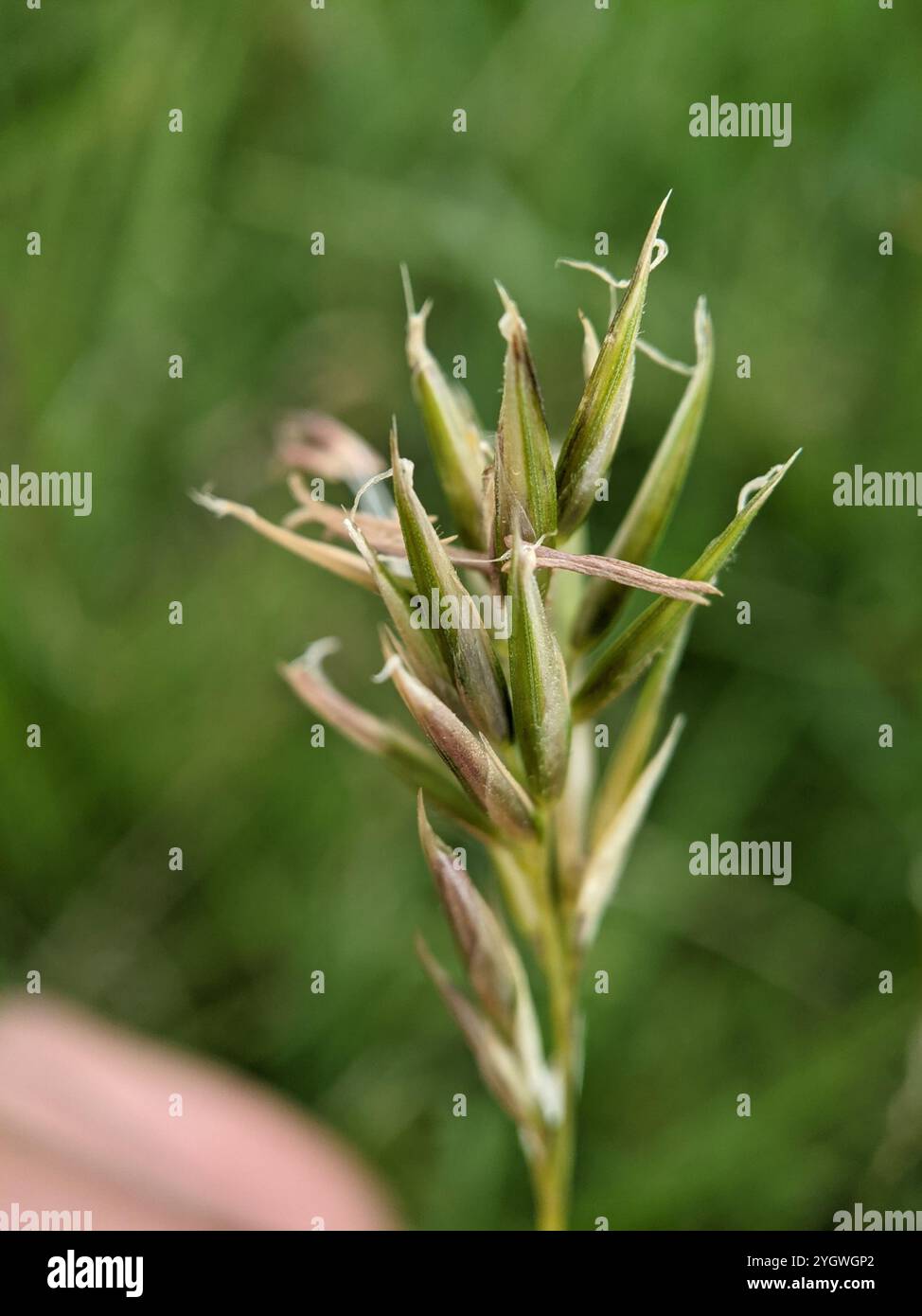 sweet vernal grass (Anthoxanthum odoratum Stock Photo - Alamy