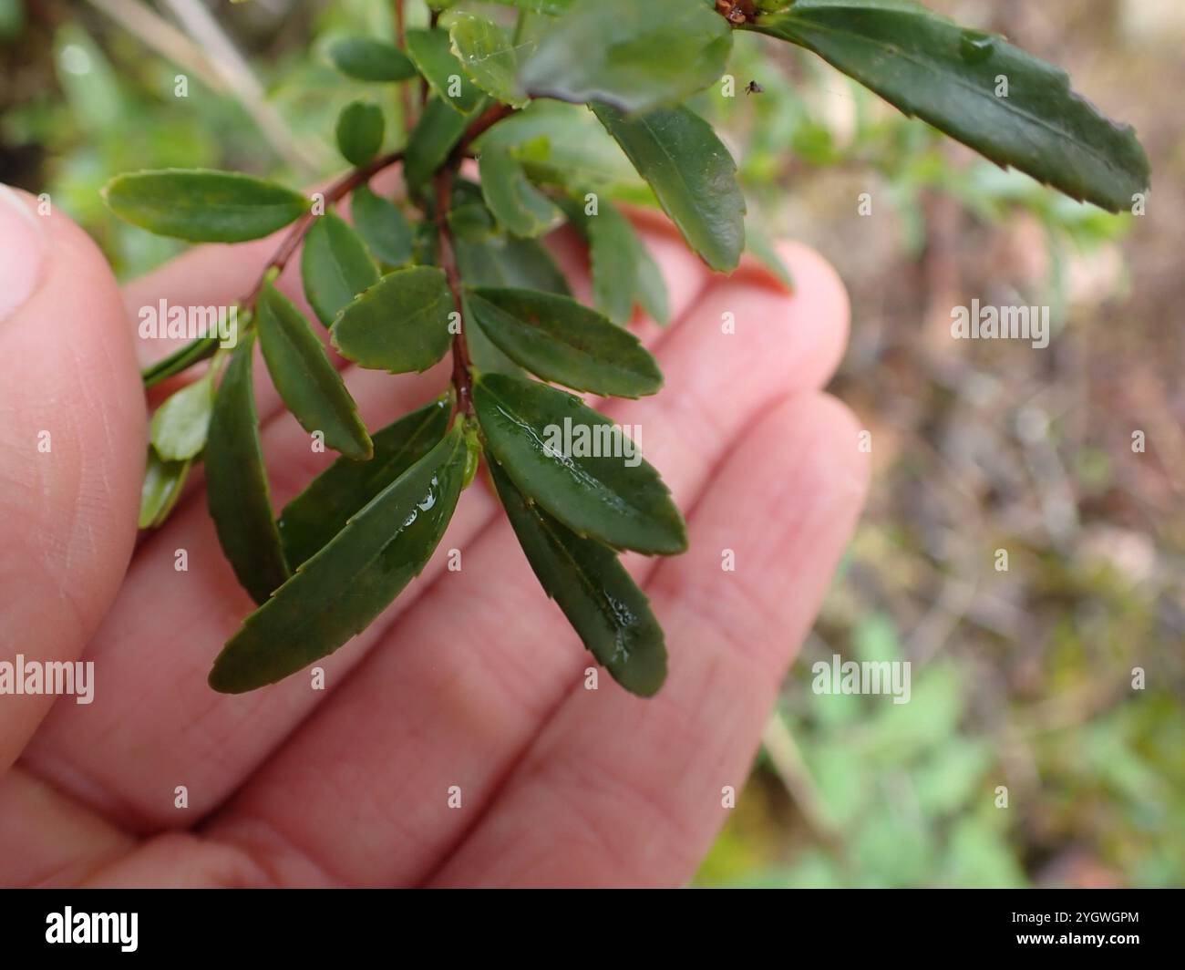 Oregon Boxwood (Paxistima myrsinites Stock Photo - Alamy
