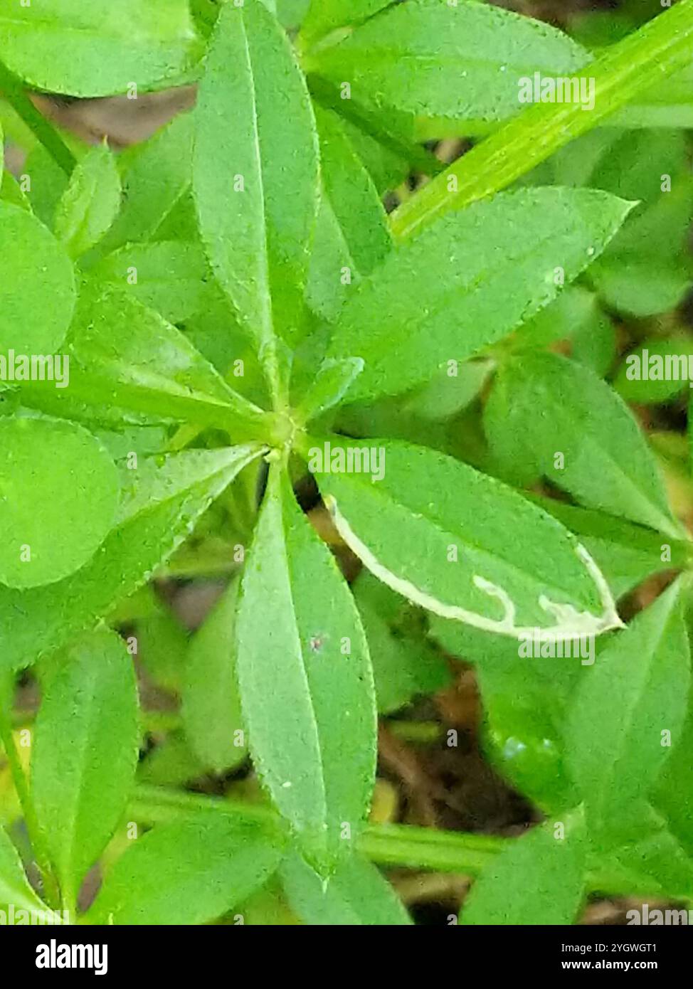 Liriomyza hi-res stock photography and images - Alamy