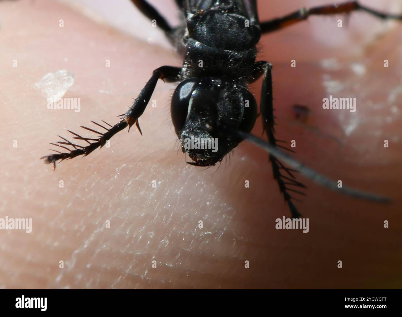 Red legged wasp hi-res stock photography and images - Alamy