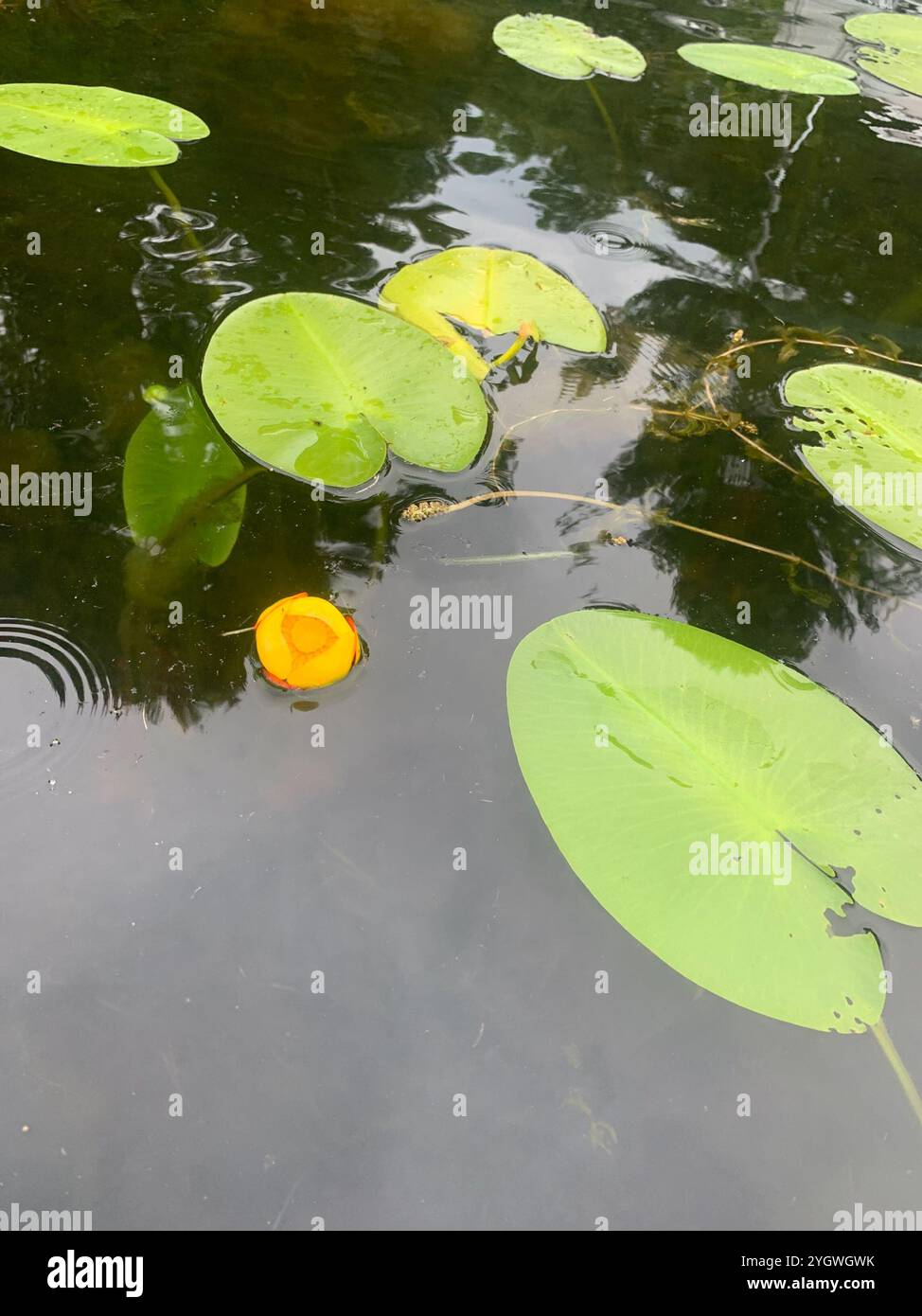 Variegated Yellow Pond-Lily (Nuphar variegata Stock Photo - Alamy