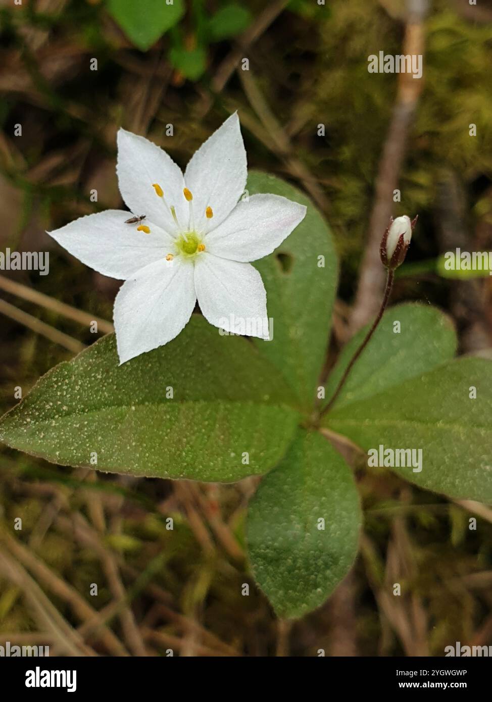 Arctic Starflower (Lysimachia europaea Stock Photo - Alamy