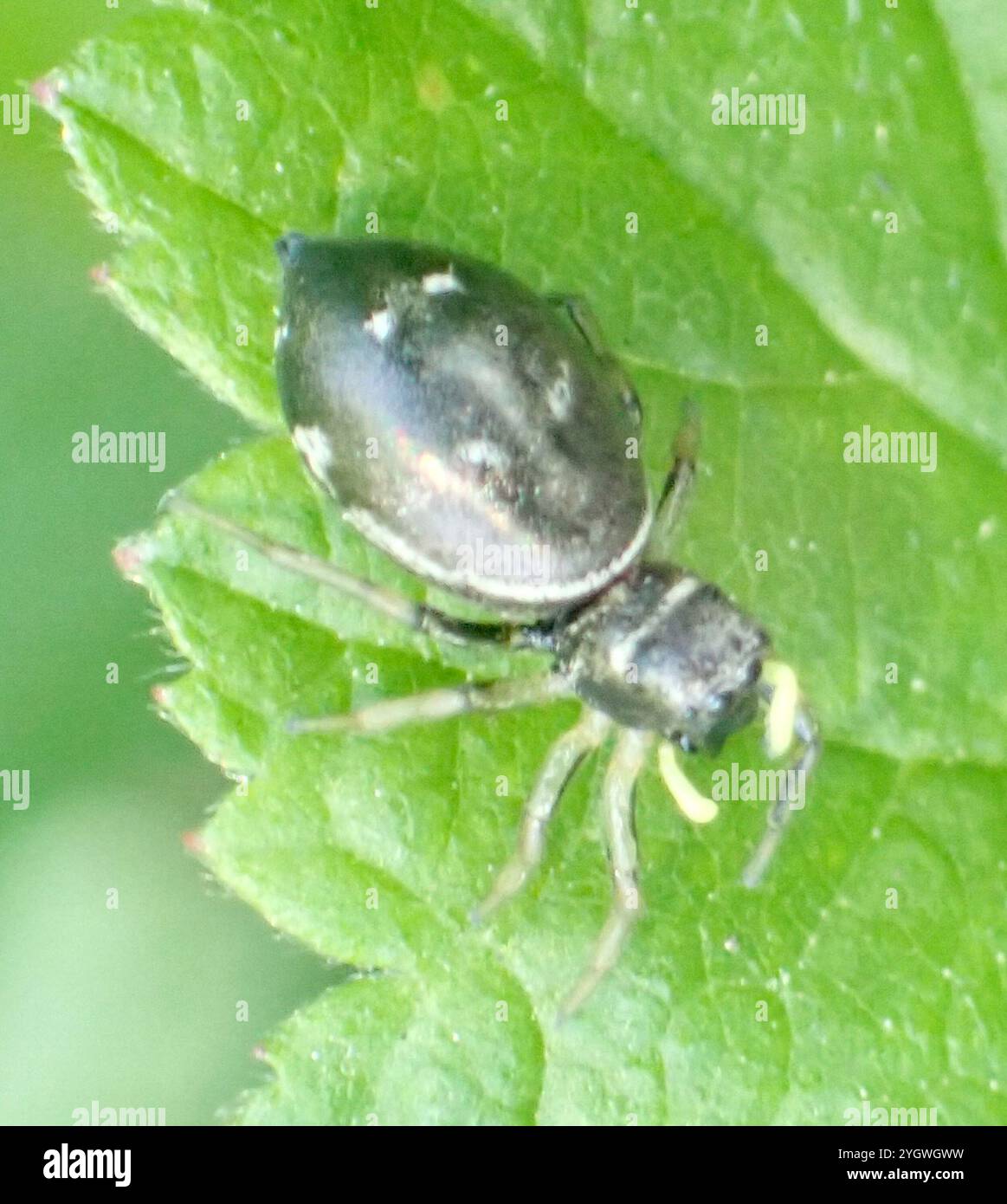 Sun Jumping Spiders (Heliophanus Stock Photo - Alamy