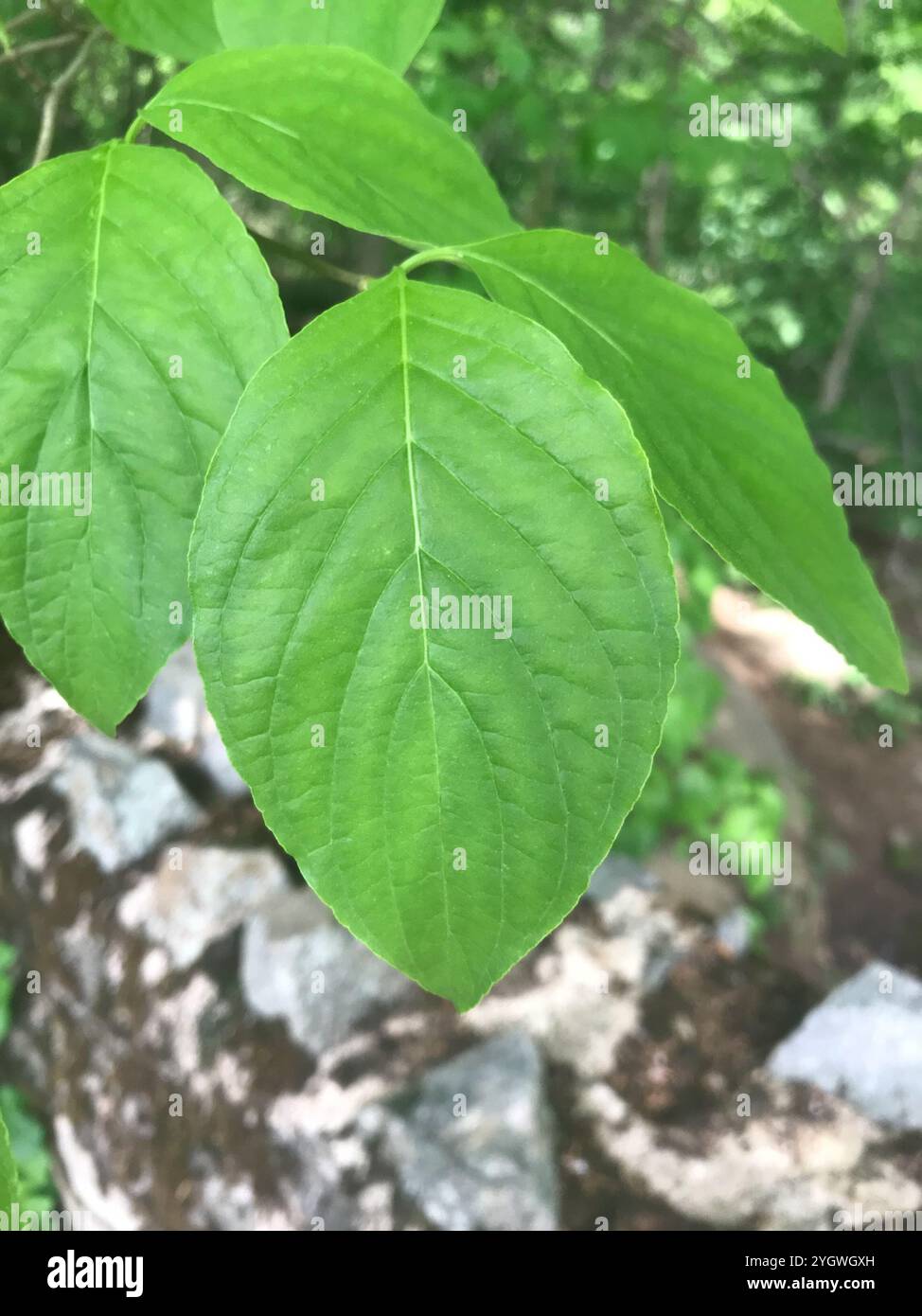 Round-leaved Dogwood (Cornus rugosa Stock Photo - Alamy
