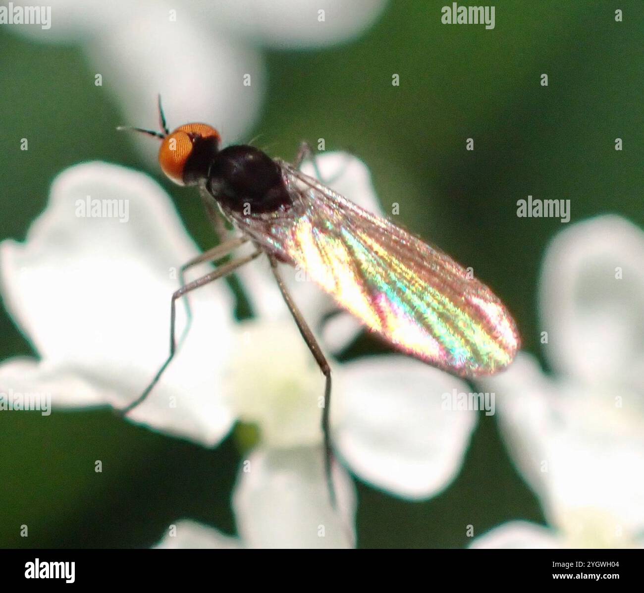 Dance Flies, Long-legged Flies, and Allies (Empidoidea Stock Photo - Alamy