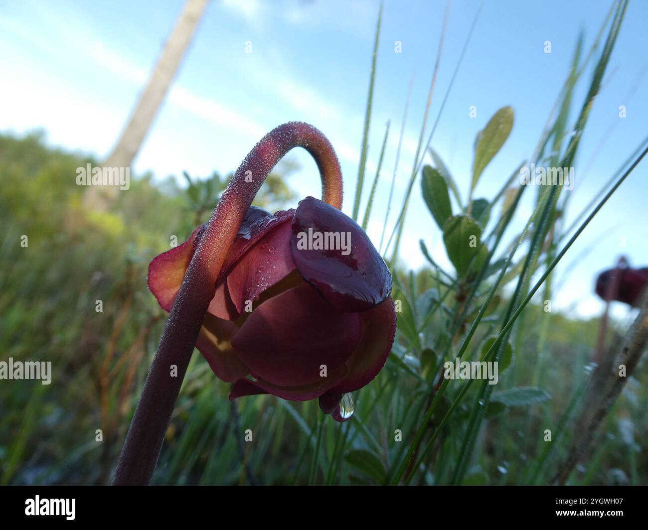 northern purple pitcher plant (Sarracenia purpurea purpurea Stock Photo ...