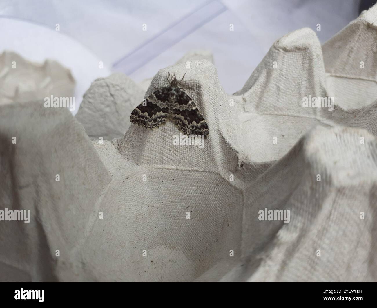 Broken-barred Carpet (Electrophaes corylata Stock Photo - Alamy