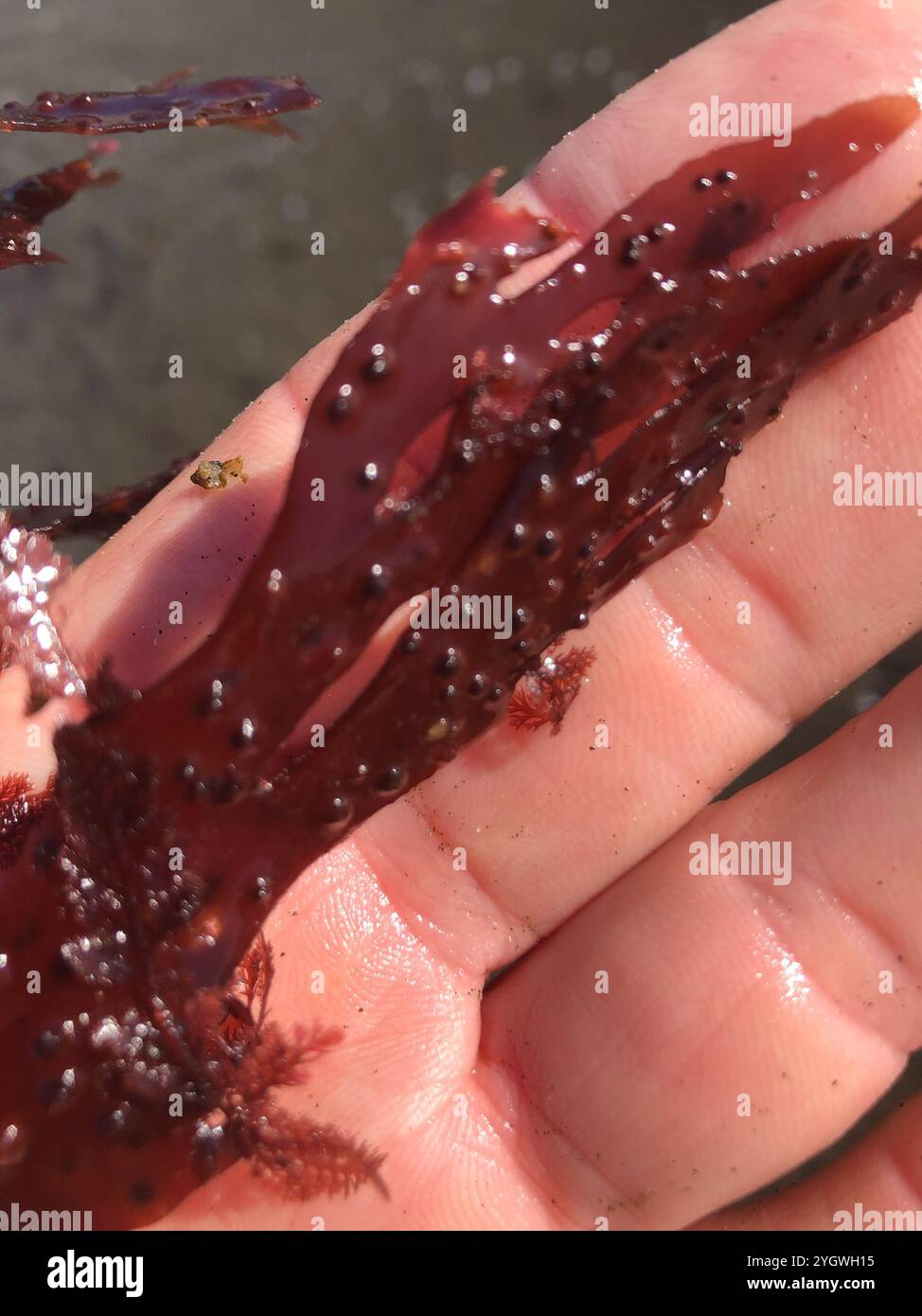 Florideophycean algae hi-res stock photography and images - Alamy