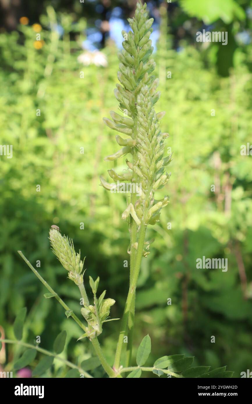 Canadian milkvetch (Astragalus canadensis Stock Photo - Alamy