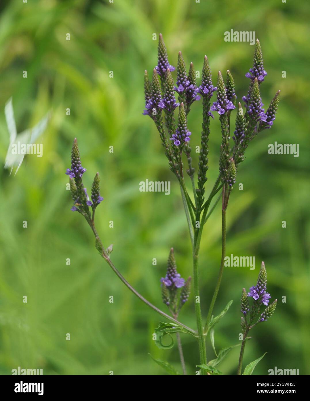 blue vervain (Verbena hastata Stock Photo - Alamy