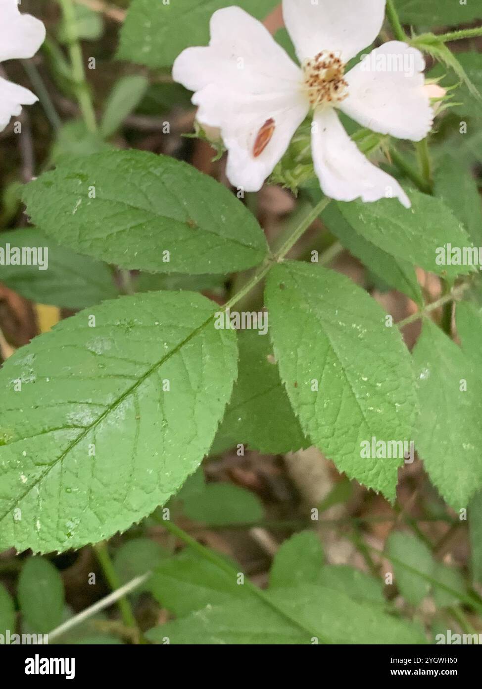 multiflora rose (Rosa multiflora Stock Photo - Alamy