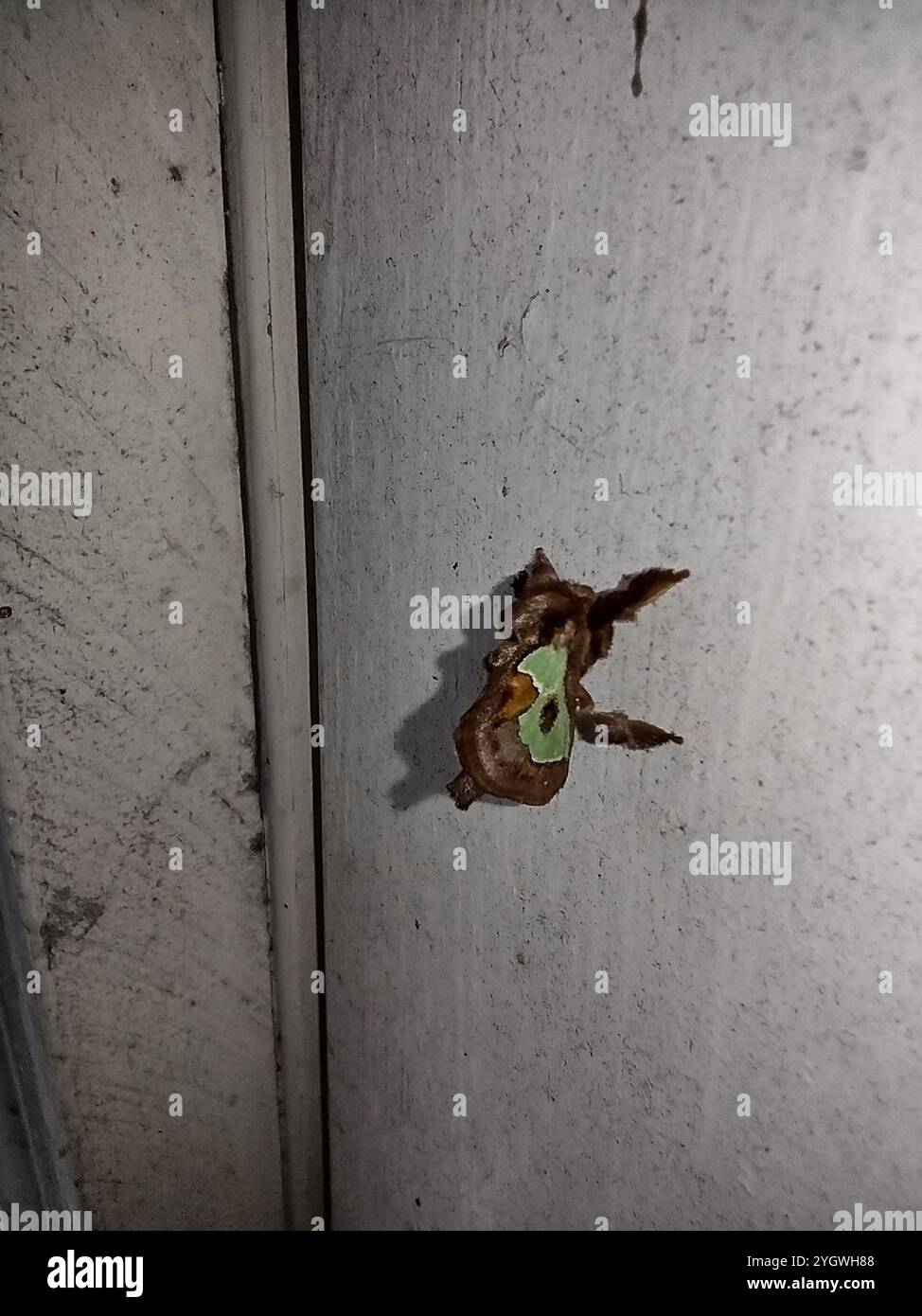 Spiny Oak-slug Moth (Euclea delphinii Stock Photo - Alamy