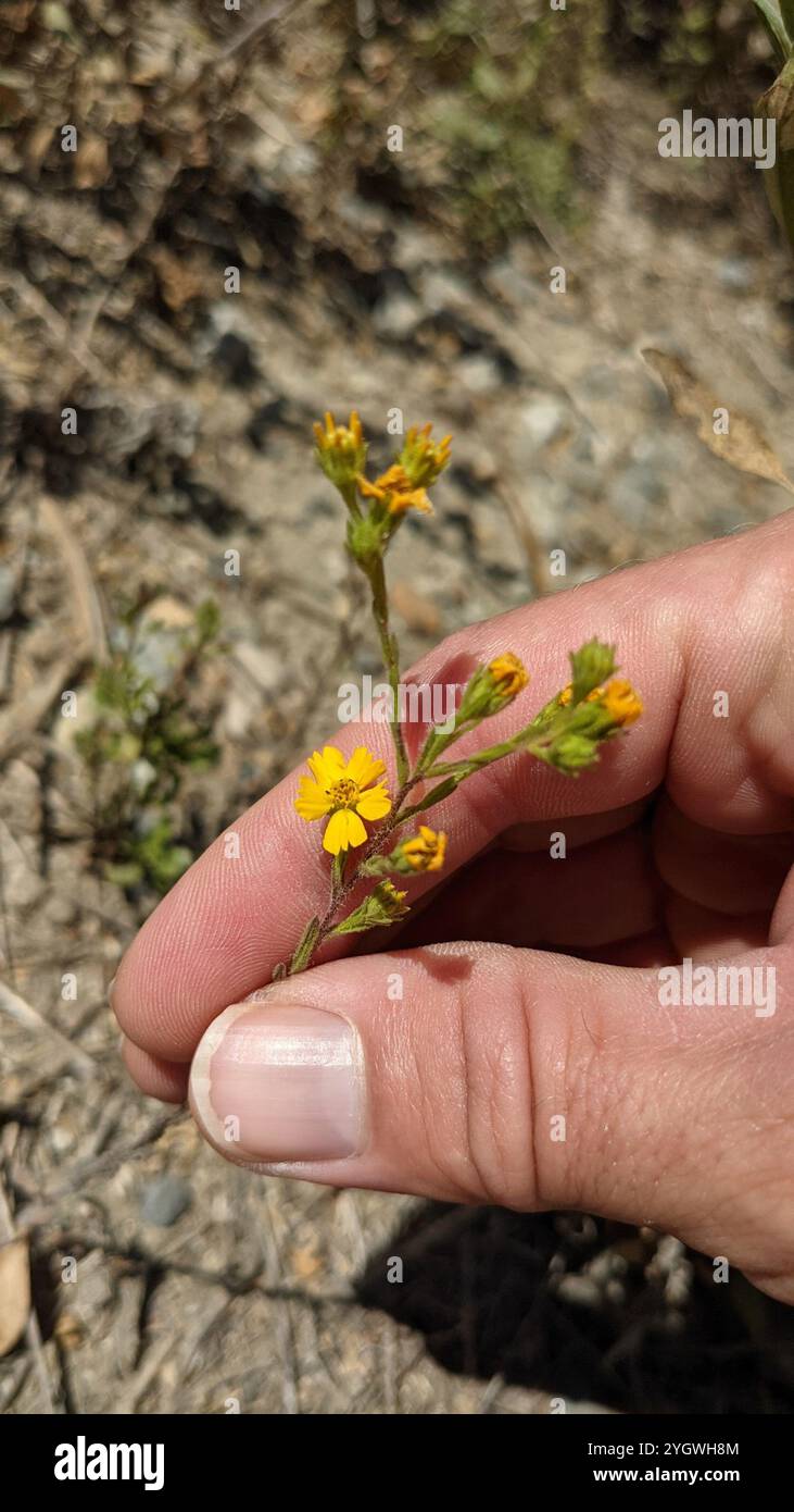 Clustered Tarweed (Deinandra fasciculata Stock Photo - Alamy