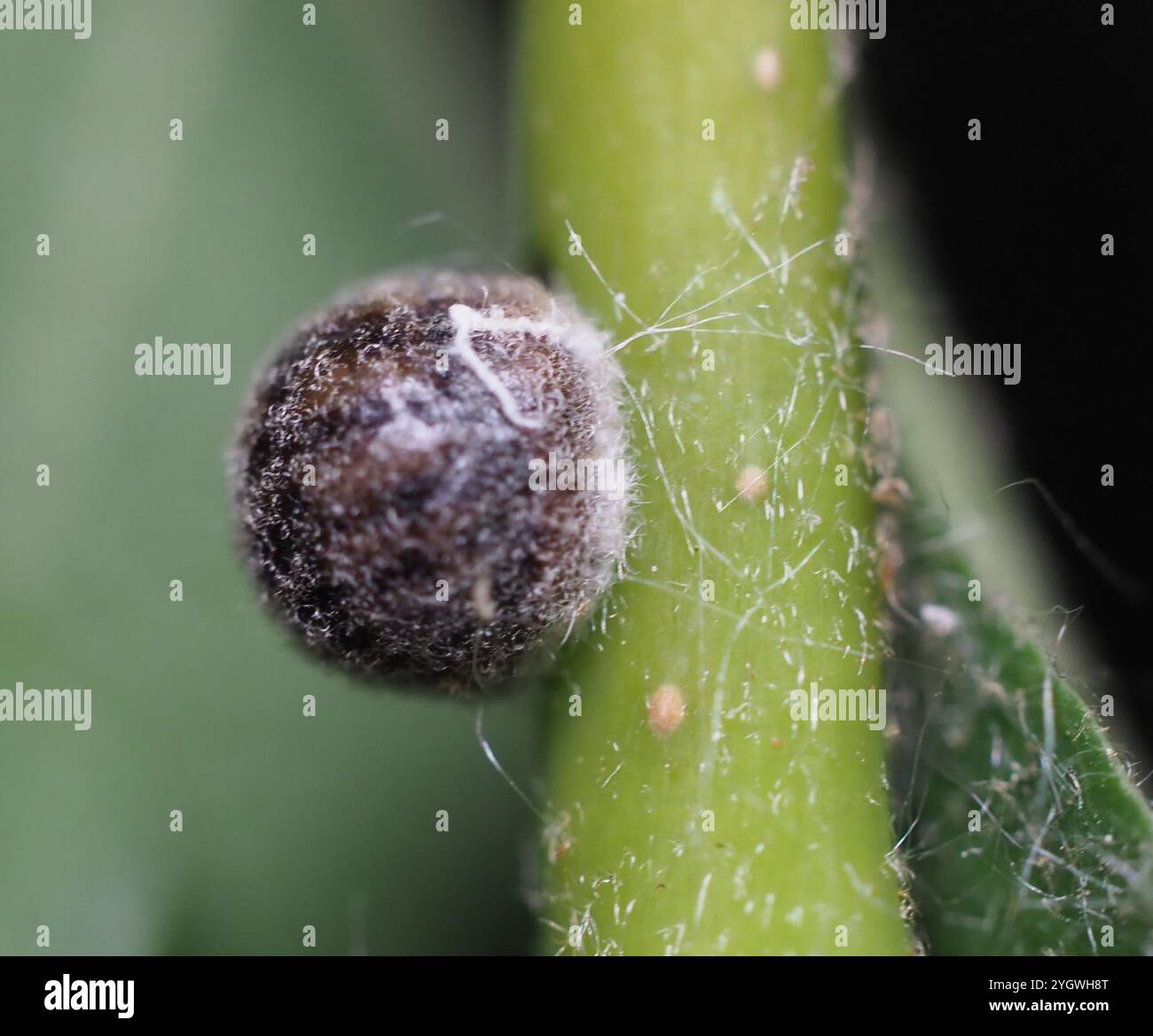 post oak scale (Nanokermes pubescens Stock Photo - Alamy