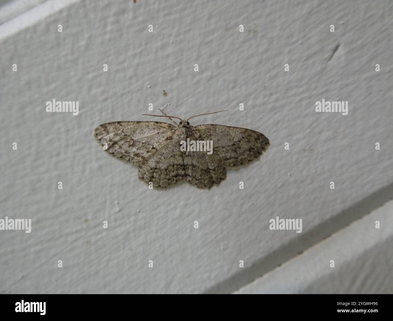 Small Engrailed (Ectropis crepuscularia Stock Photo - Alamy
