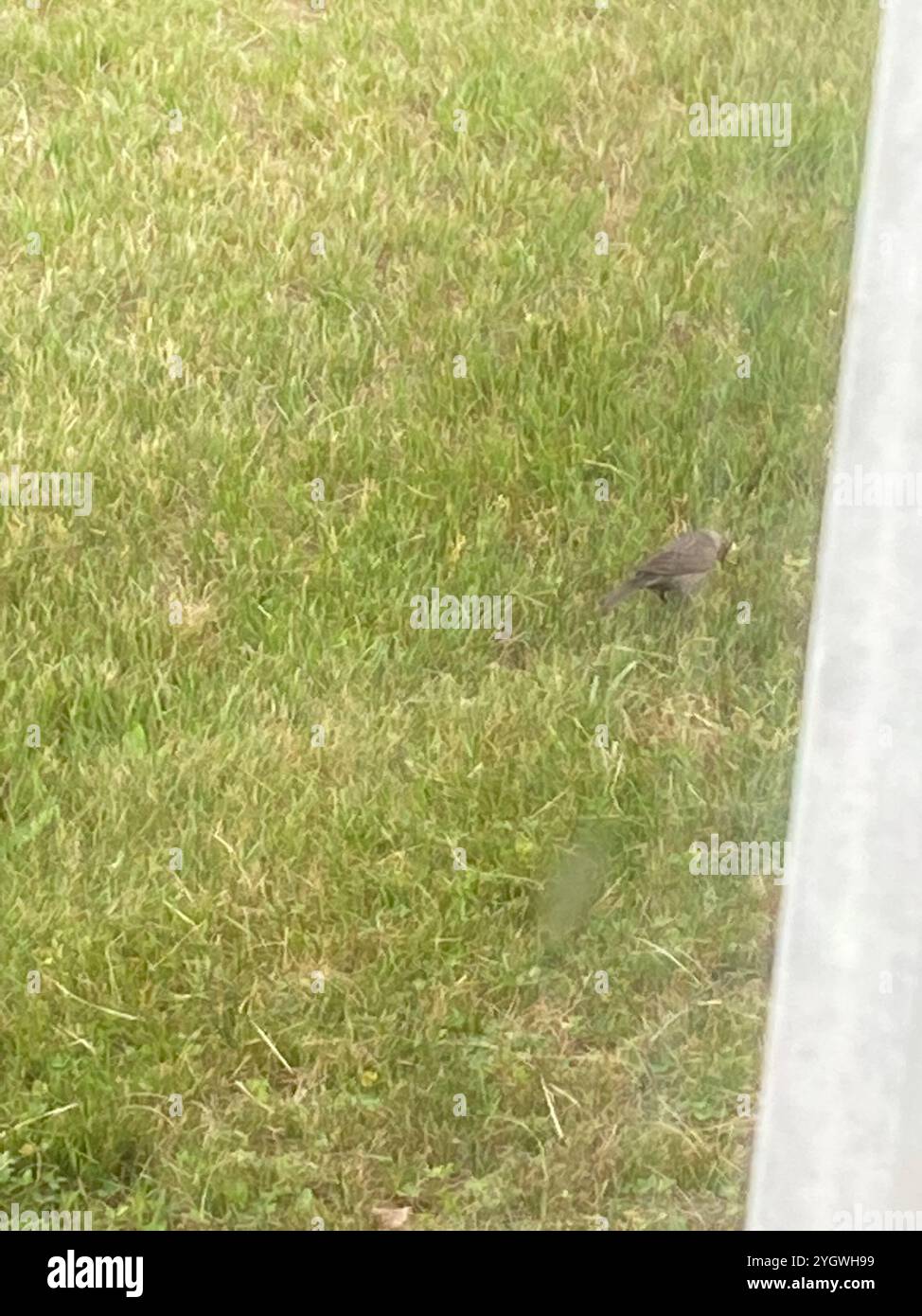 New World Blackbirds and Orioles (Icteridae Stock Photo - Alamy