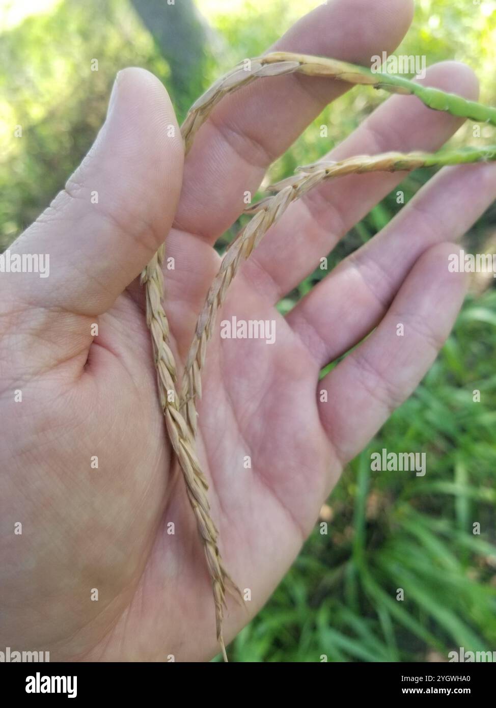 eastern gamagrass (Tripsacum dactyloides Stock Photo - Alamy