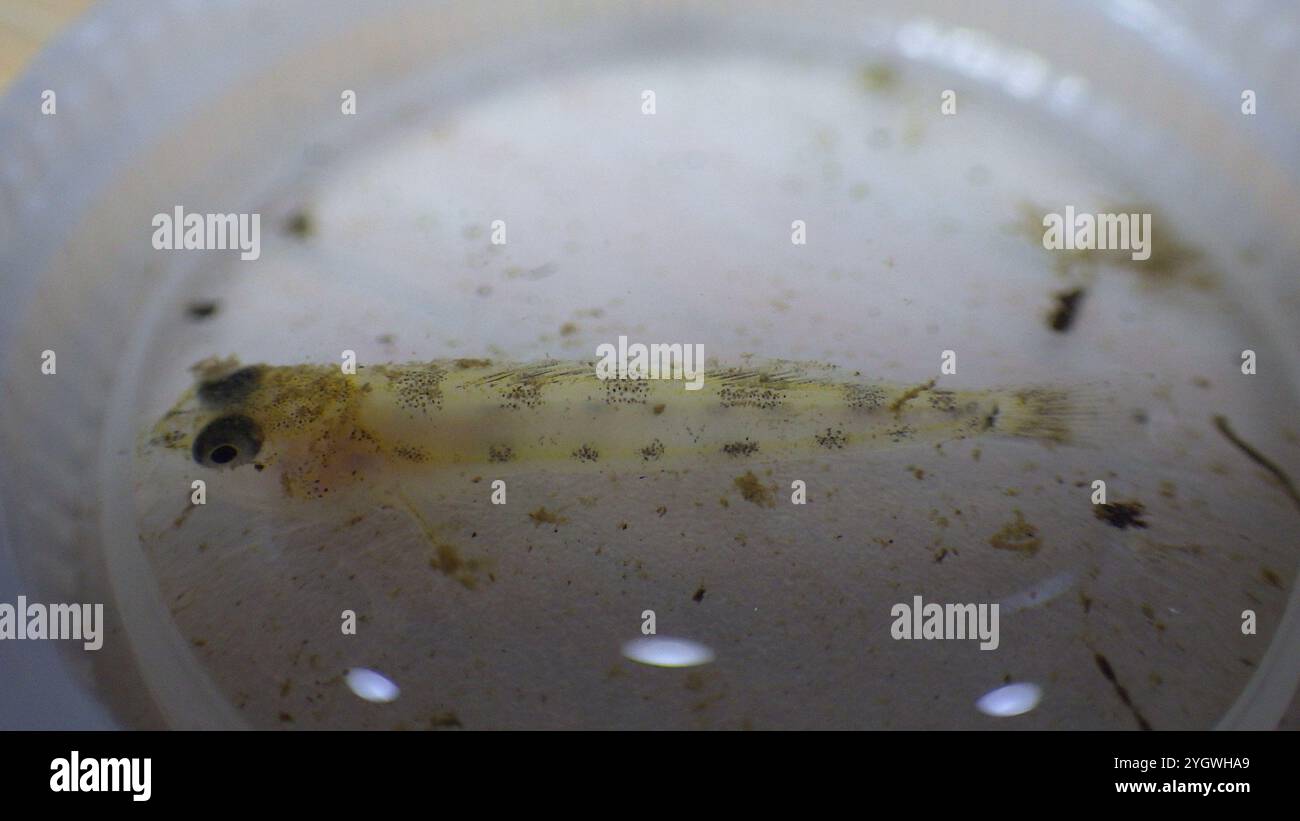 Olmstedi hi-res stock photography and images - Alamy