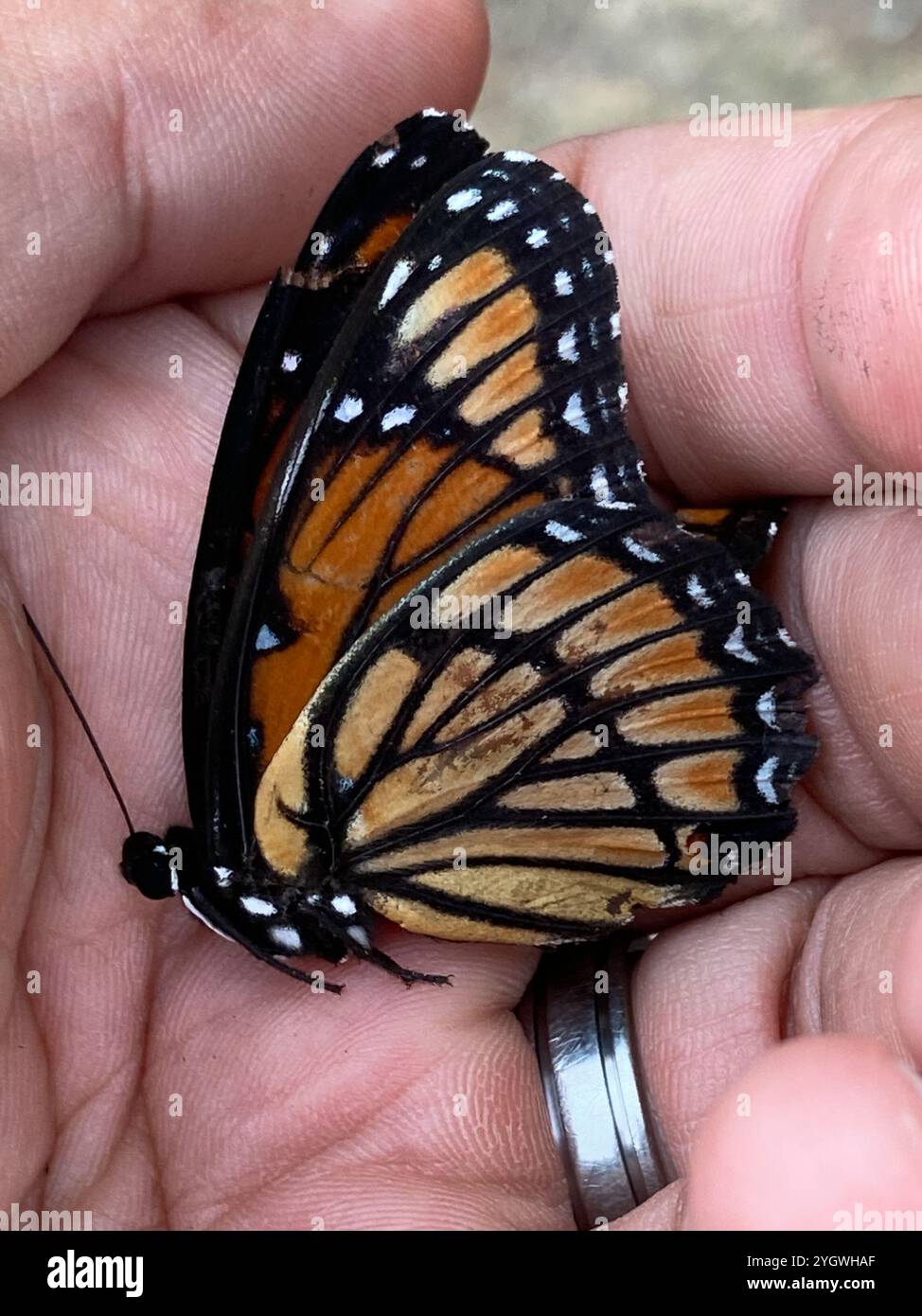Viceroy (Limenitis archippus Stock Photo - Alamy
