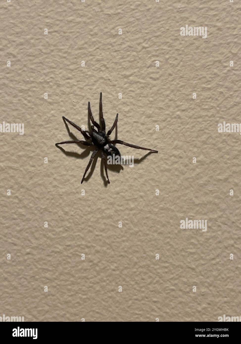 Eastern Parson Spider (Herpyllus ecclesiasticus Stock Photo - Alamy