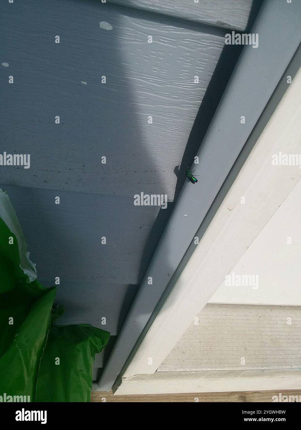 Metallic Bluish-green Cuckoo Wasp (Chrysis angolensis Stock Photo - Alamy