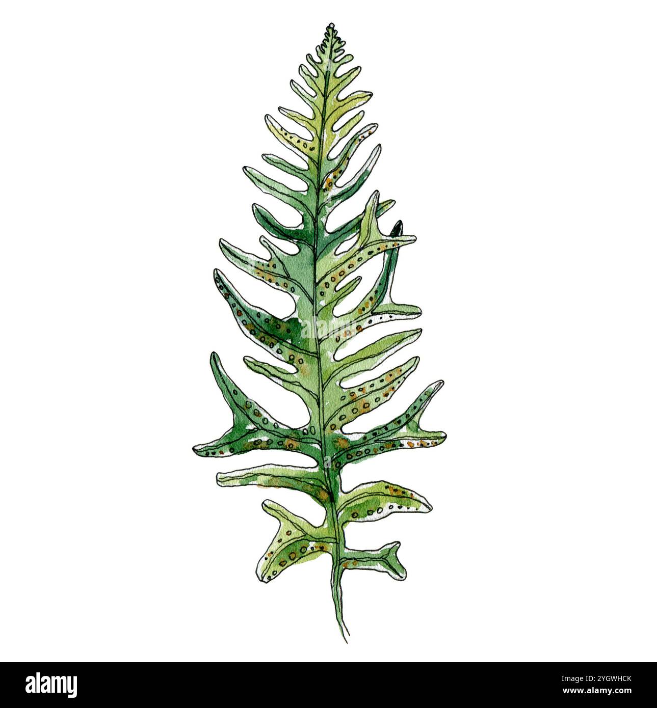 hand-drawn watercolor sketch element fern, grass isolated Stock Photo ...