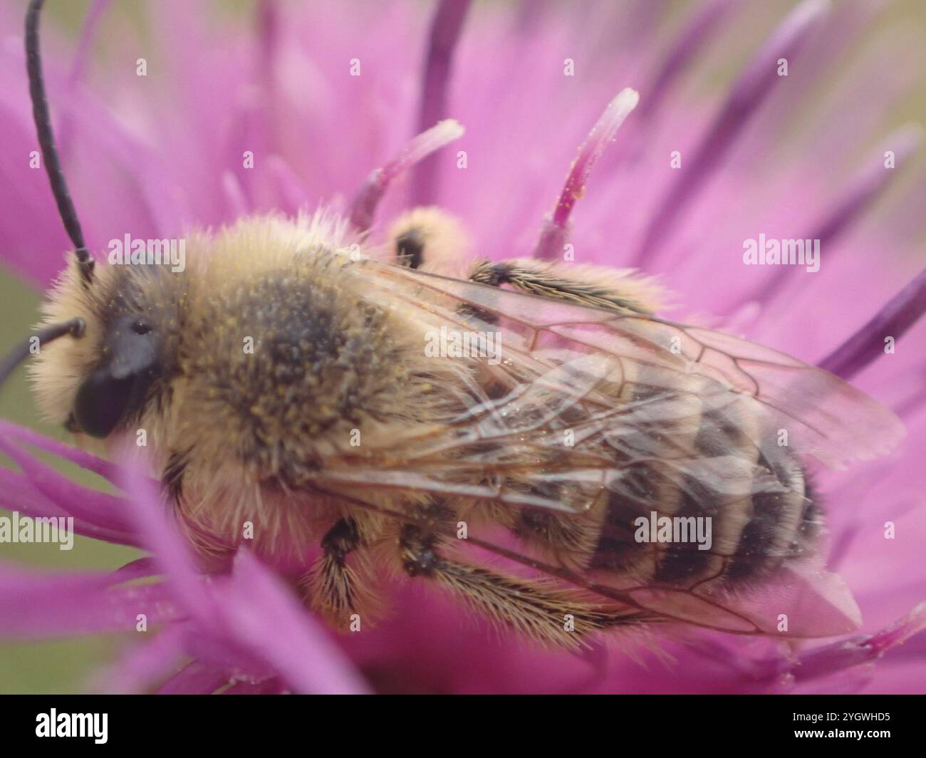 Common Pantaloon Bee (Dasypoda hirtipes Stock Photo - Alamy