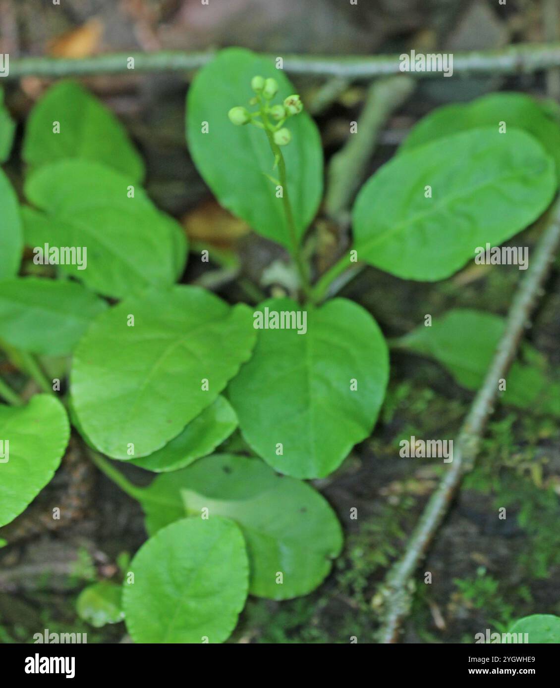 shinleaf (Pyrola elliptica Stock Photo - Alamy