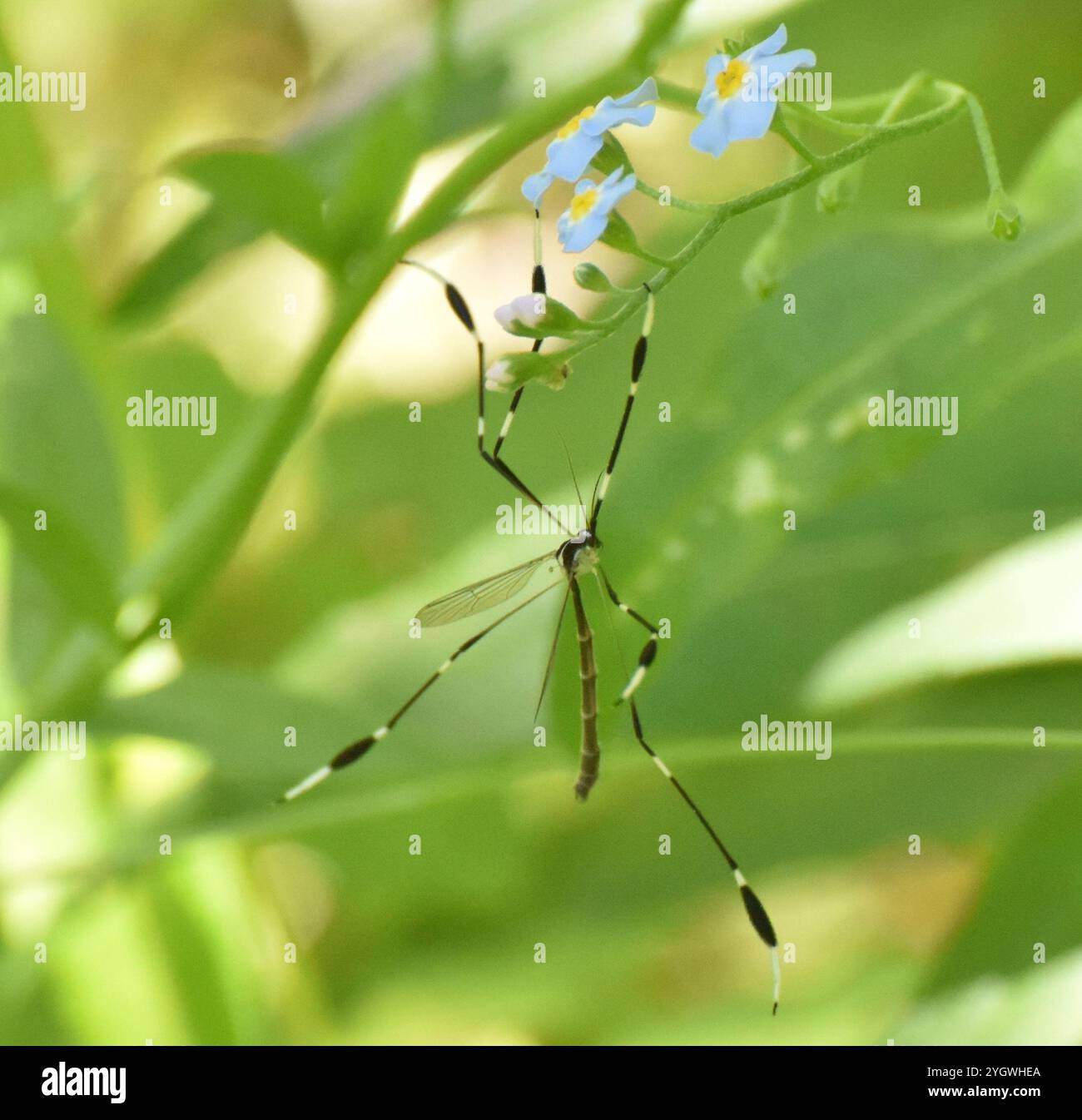 Phantom crane fly hi-res stock photography and images - Alamy