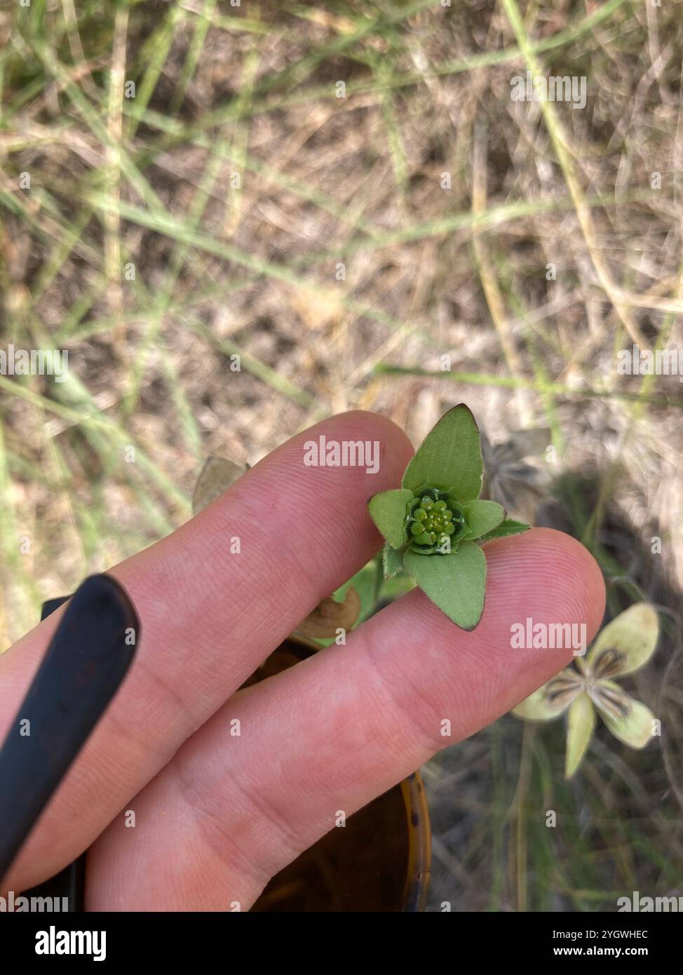 Texas yellow star (Lindheimera texana Stock Photo - Alamy