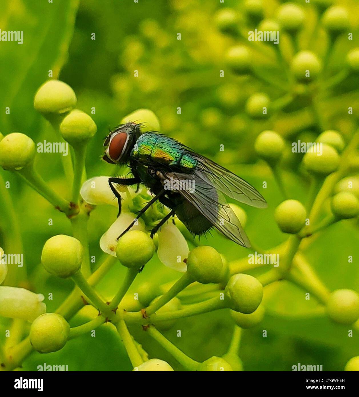 Greenbottle Flies (Lucilia Stock Photo - Alamy