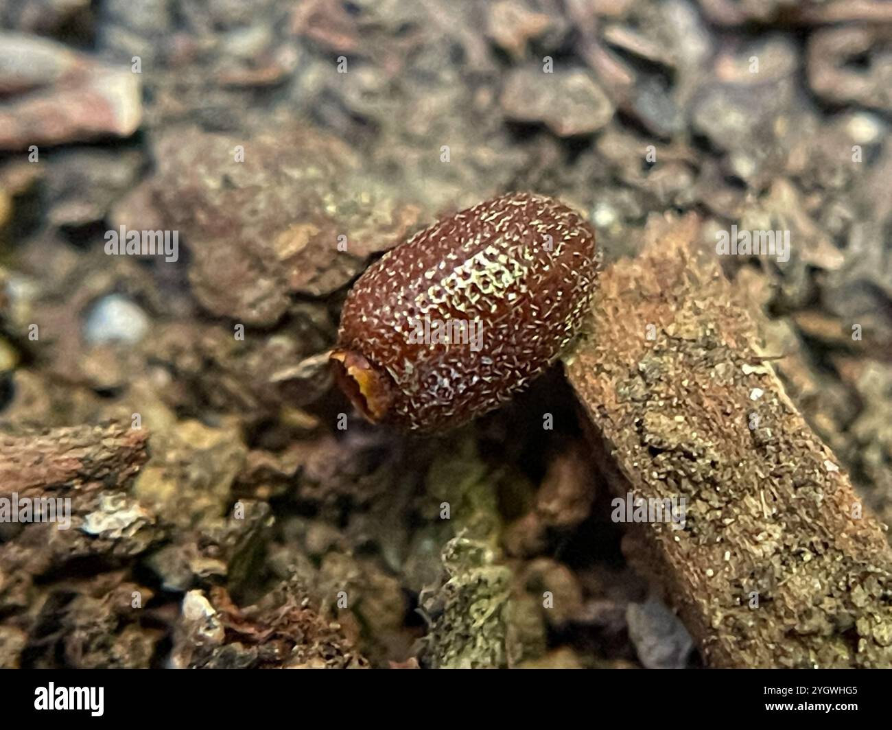 Strawberry Root Weevil (Otiorhynchus ovatus Stock Photo - Alamy