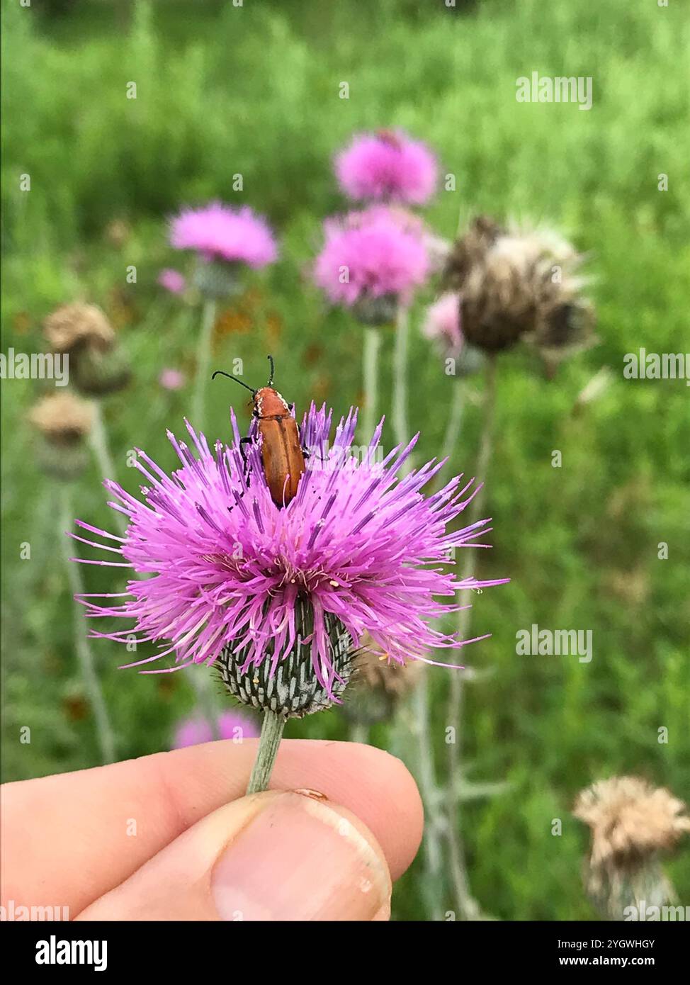 Texas Thistle (Cirsium texanum Stock Photo - Alamy
