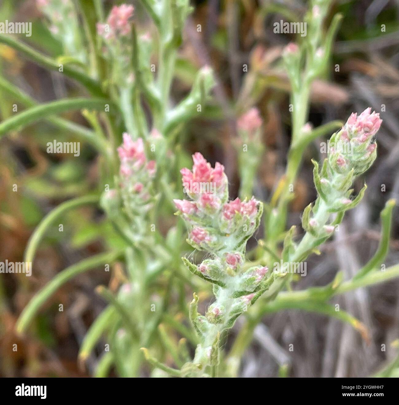 pink everlasting (Pseudognaphalium ramosissimum Stock Photo - Alamy