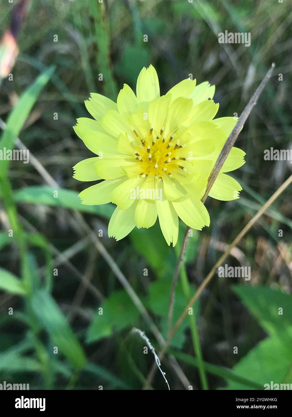 smallflower desert-chicory (Pyrrhopappus pauciflorus Stock Photo - Alamy