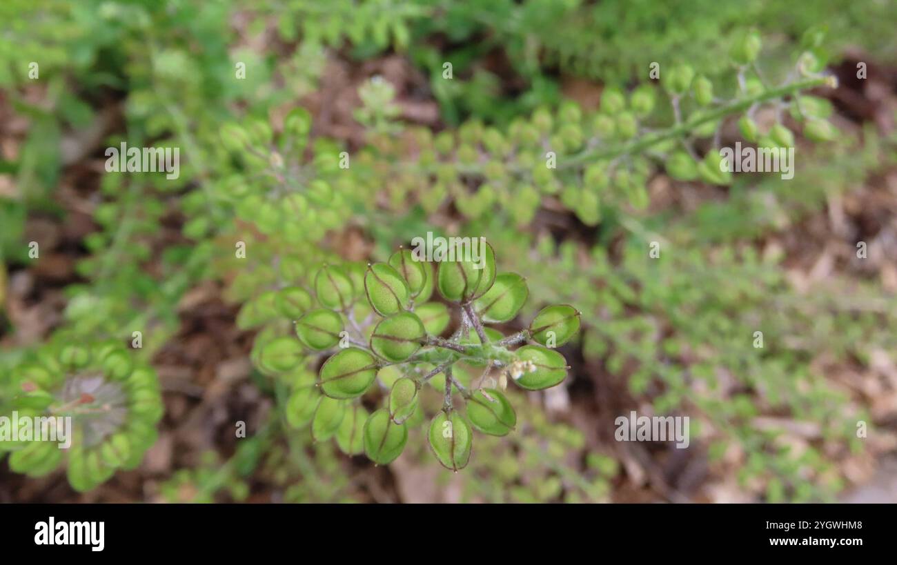 field peppergrass (Lepidium campestre Stock Photo - Alamy