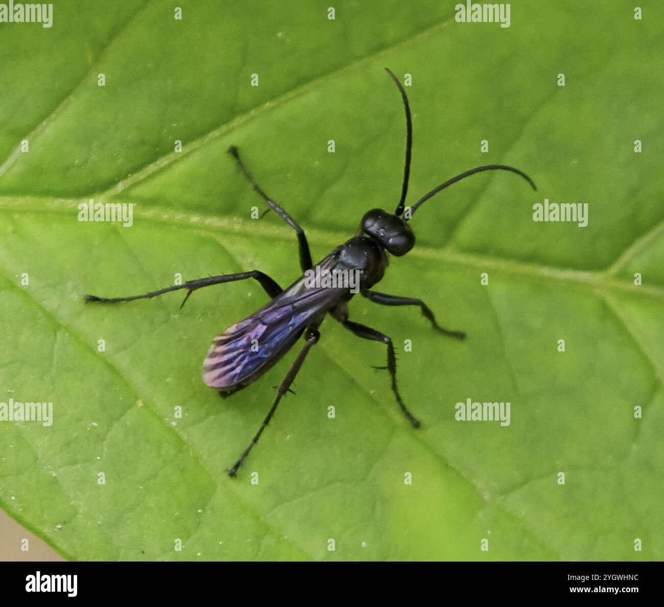 Blue-black Spider Wasps (Anoplius Stock Photo - Alamy