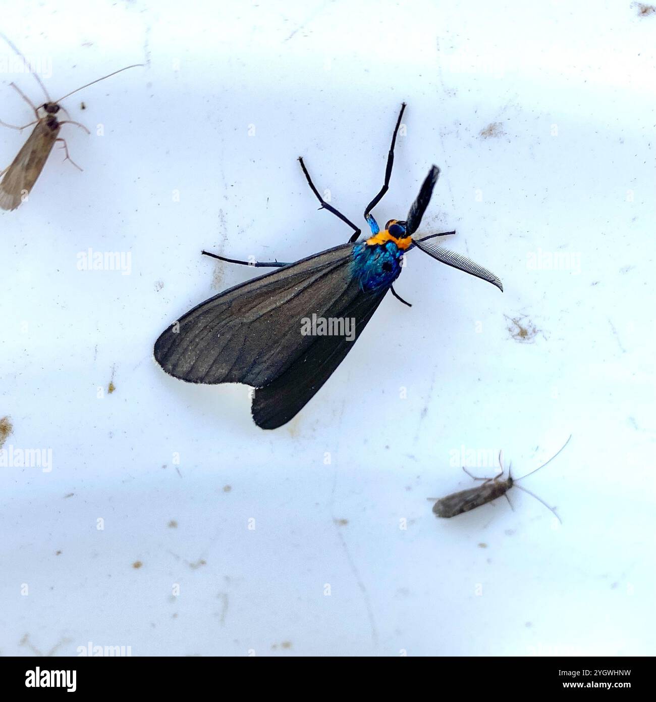 Virginia ctenucha moth virginica hi-res stock photography and images ...