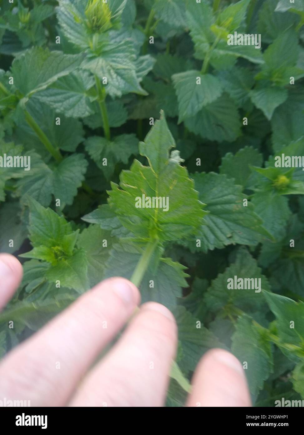 nettle-leaf giant hyssop (Agastache urticifolia Stock Photo - Alamy
